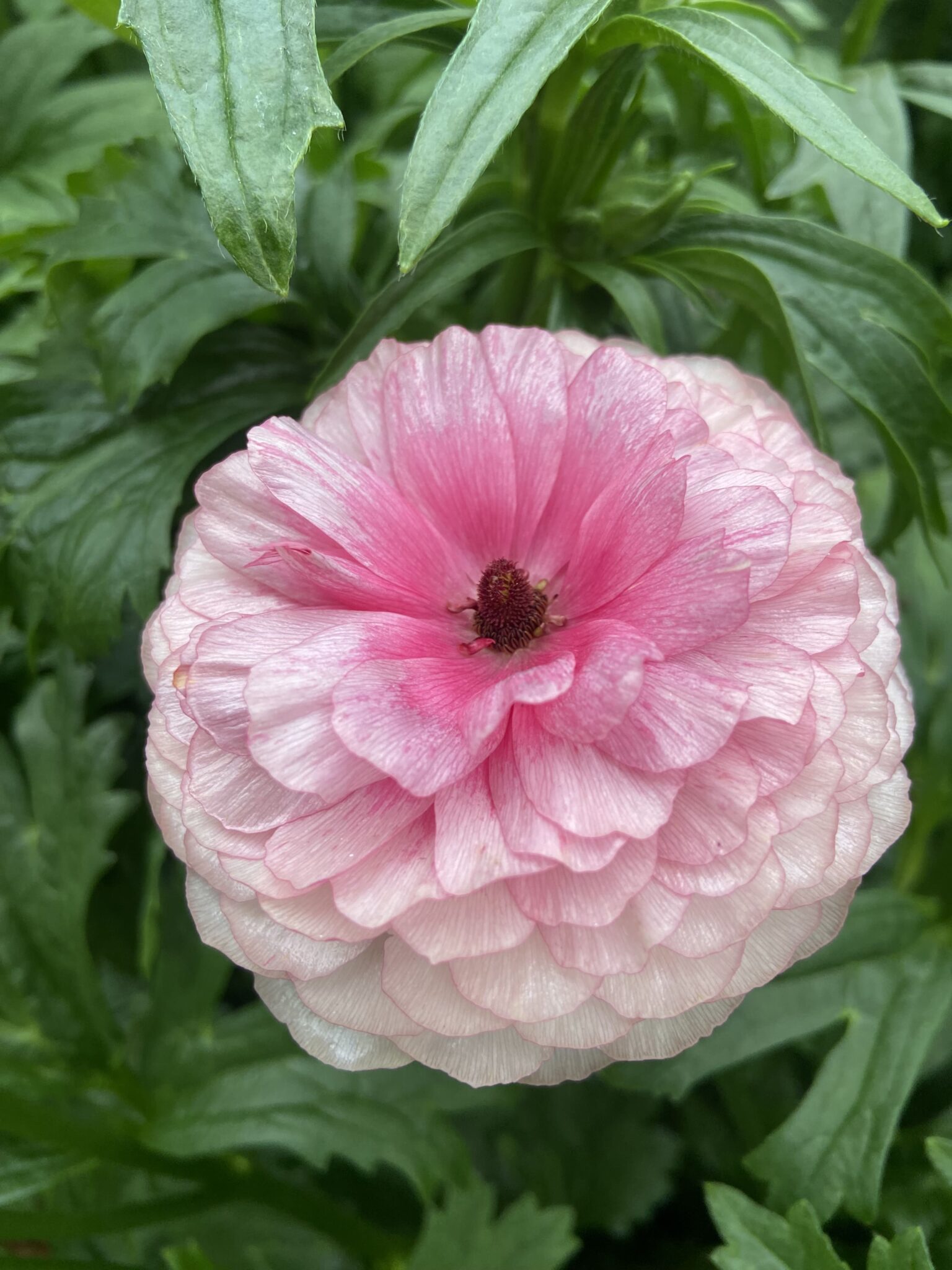 Ranunculus Butterfly™ Hera® - Green Works - Specialist in Ranunculus