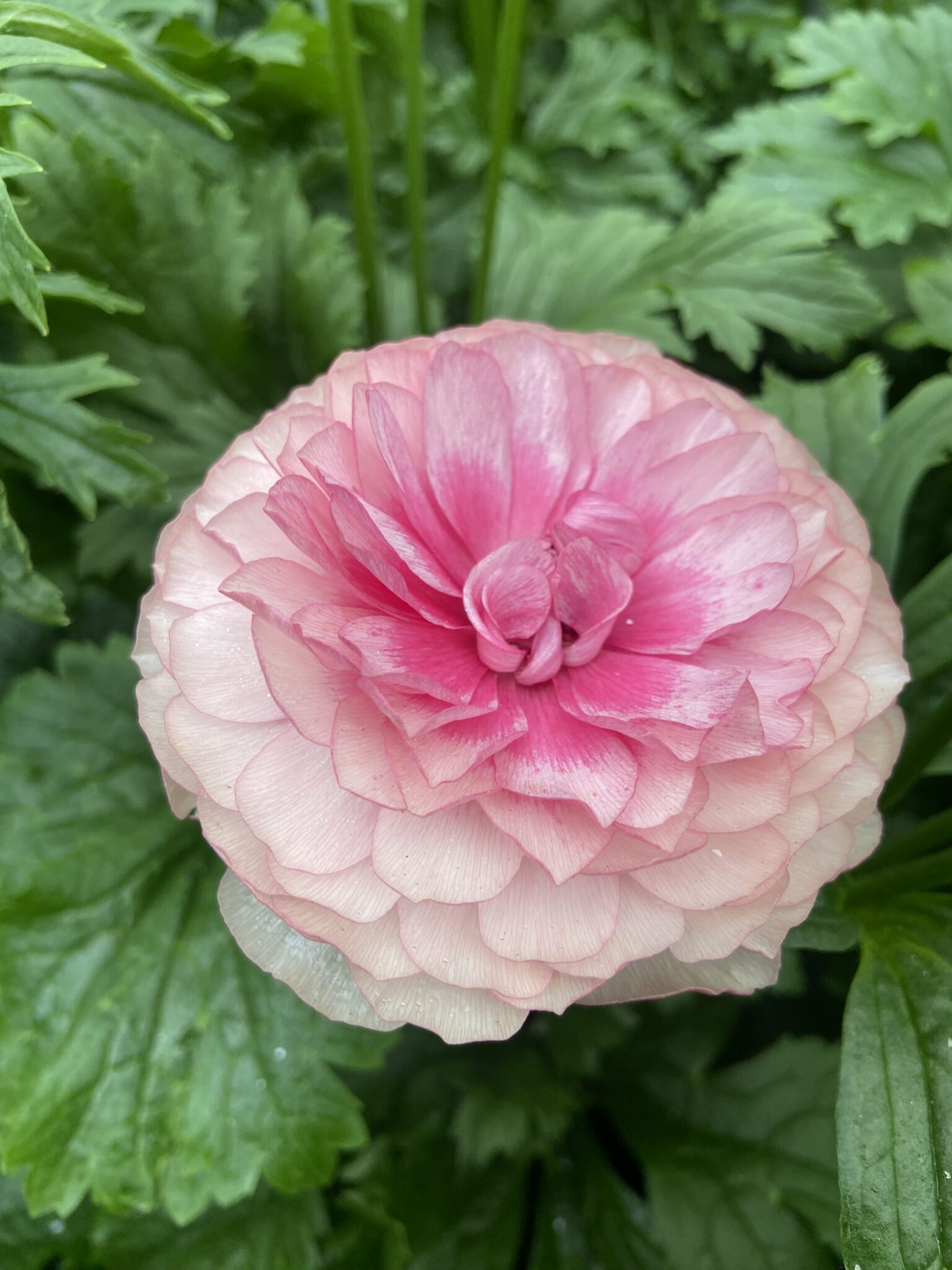 Ranunculus Butterfly™ Hera® - Green Works - Specialist in Ranunculus