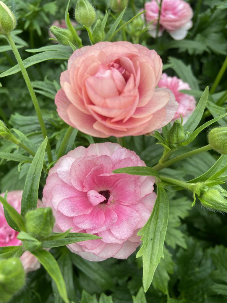 Ranunculus Butterfly™ Hera® - Green Works - Specialist in Ranunculus