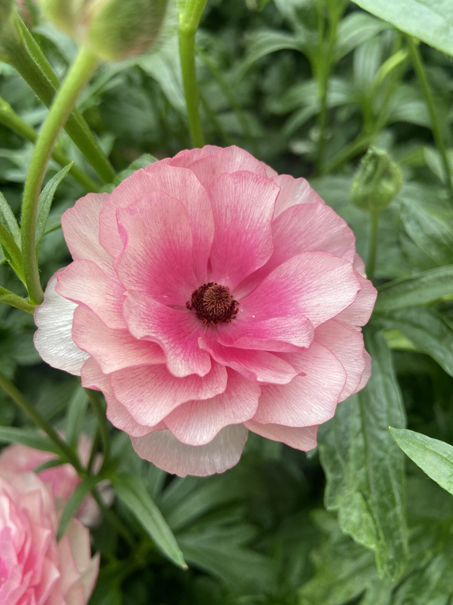 Ranunculus Butterfly™ Hera® - Green Works - Specialist in Ranunculus