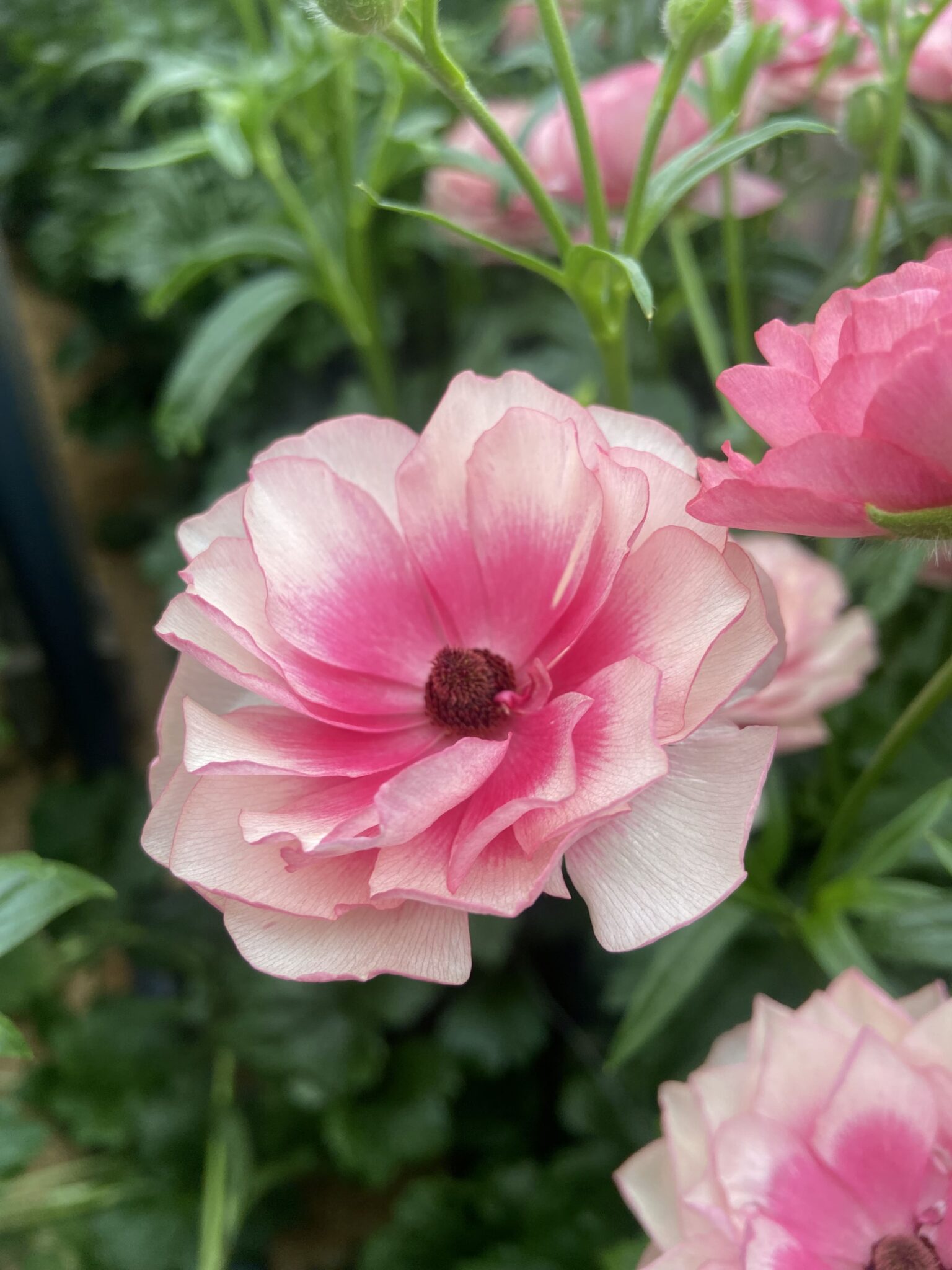 Ranunculus Butterfly™ Hera® - Green Works - Specialist in Ranunculus