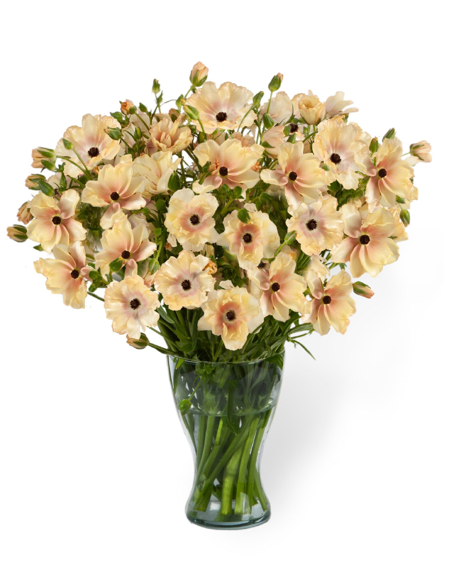 Ranunculus Butterfly™ Hestia® - Green Works - Specialist in Ranunculus