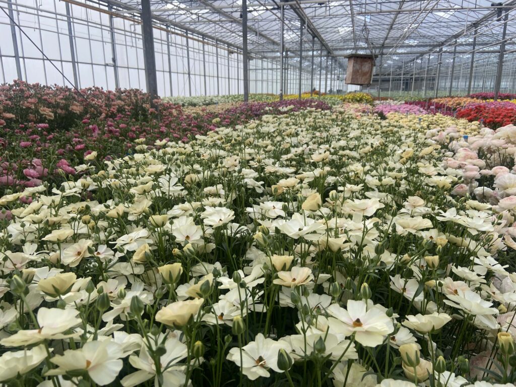 Ranunculus Butterfly™ Keramos® - Green Works - Specialist in Ranunculus