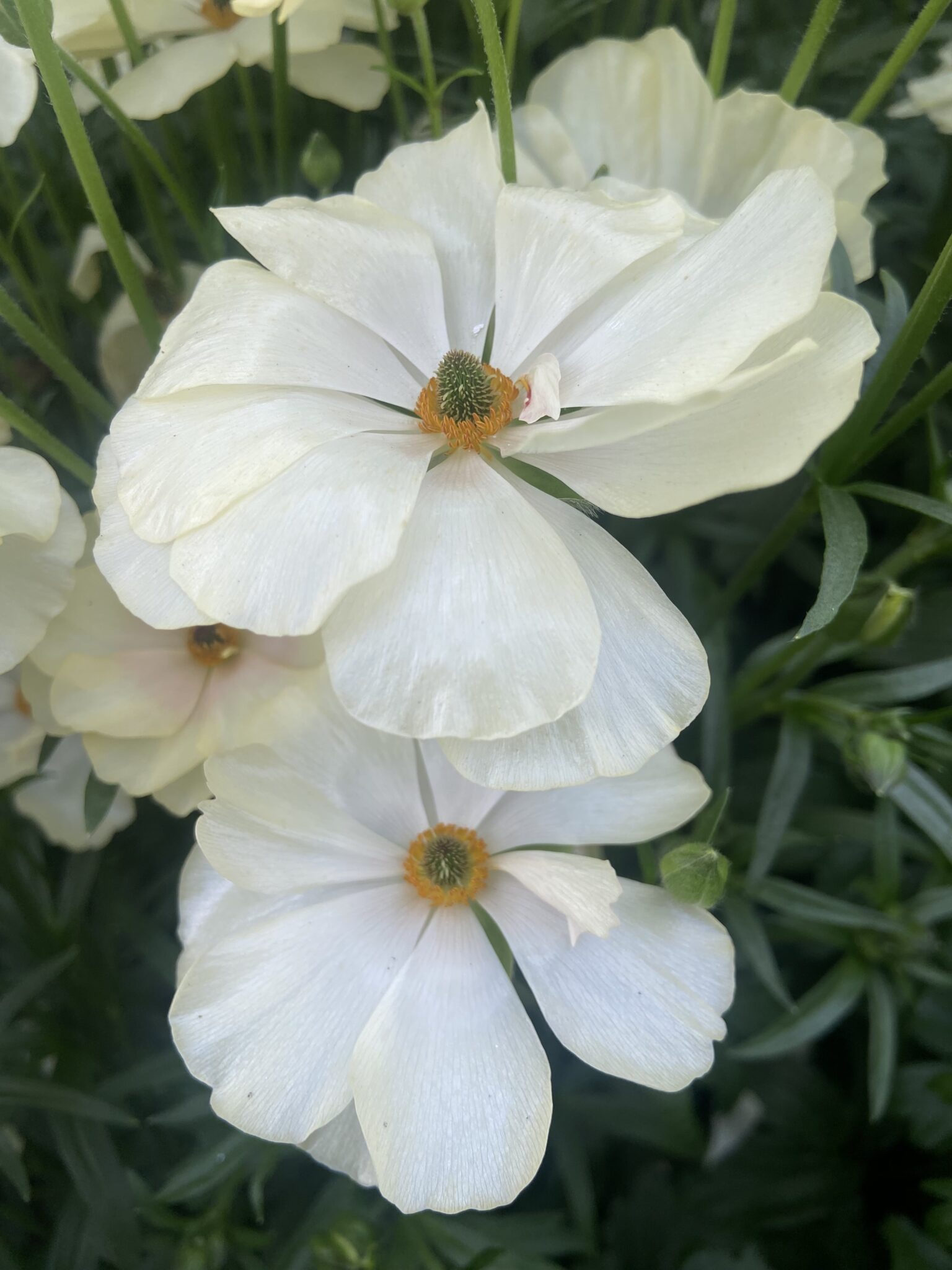 Ranunculus Butterfly™ Keramos® - Green Works - Specialist in Ranunculus