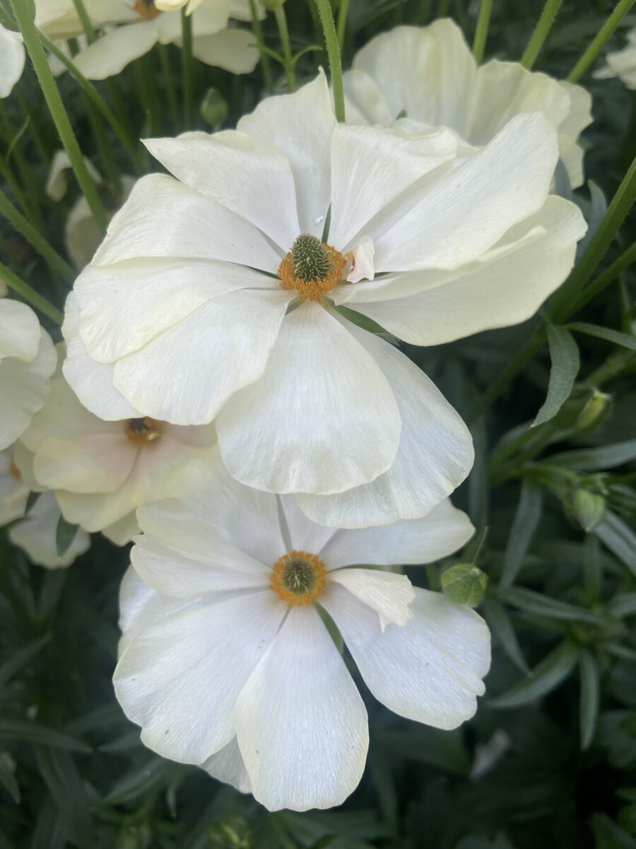 Ranunculus Butterfly™ Keramos® - Green Works - Specialist in Ranunculus