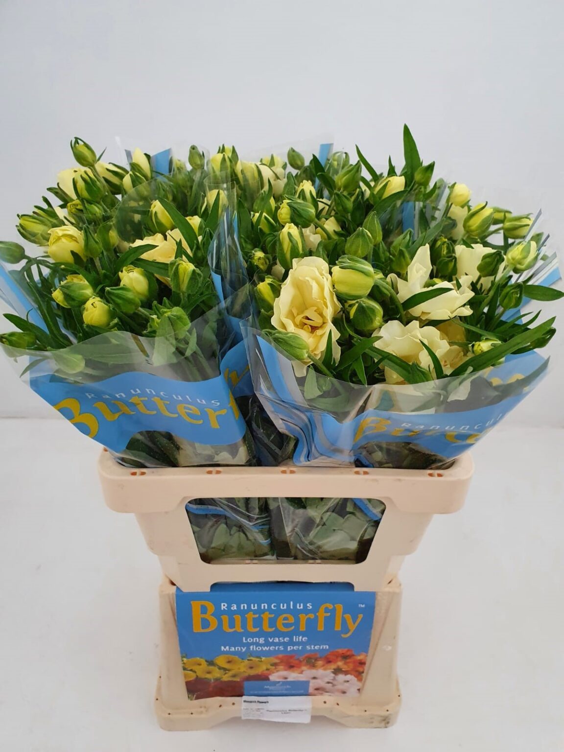 Ranunculus Butterfly™ Litai® - Green Works - Specialist in Ranunculus