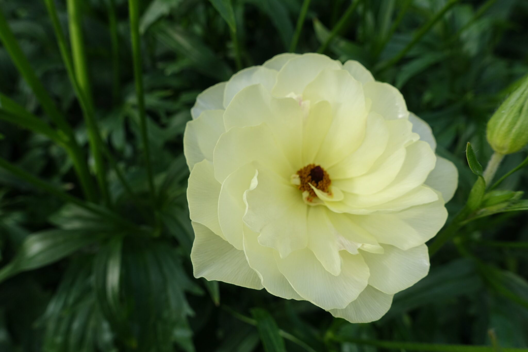 Ranunculus Butterfly™ Litai® - Green Works - Specialist in Ranunculus