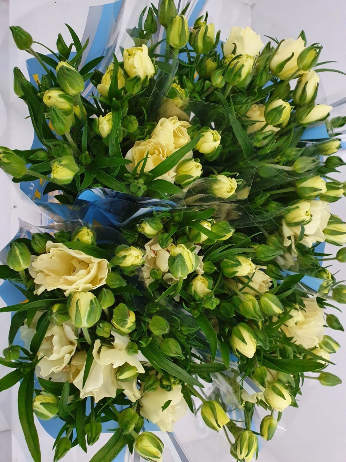 Ranunculus Butterfly™ Litai® - Green Works - Specialist in Ranunculus