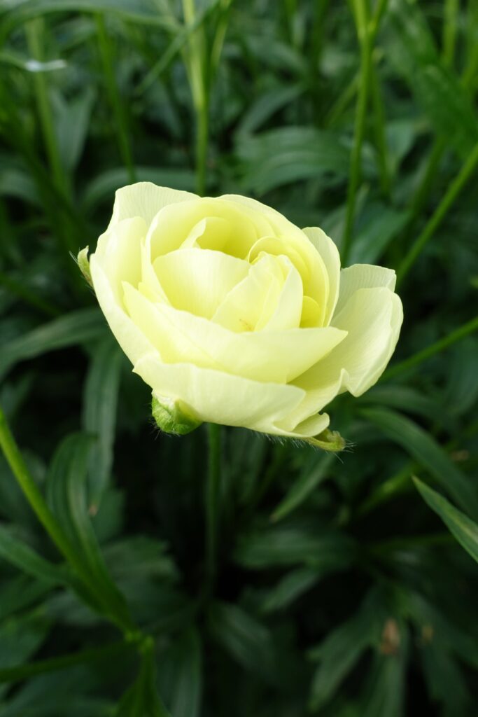 Ranunculus Butterfly™ Litai® - Green Works - Specialist in Ranunculus