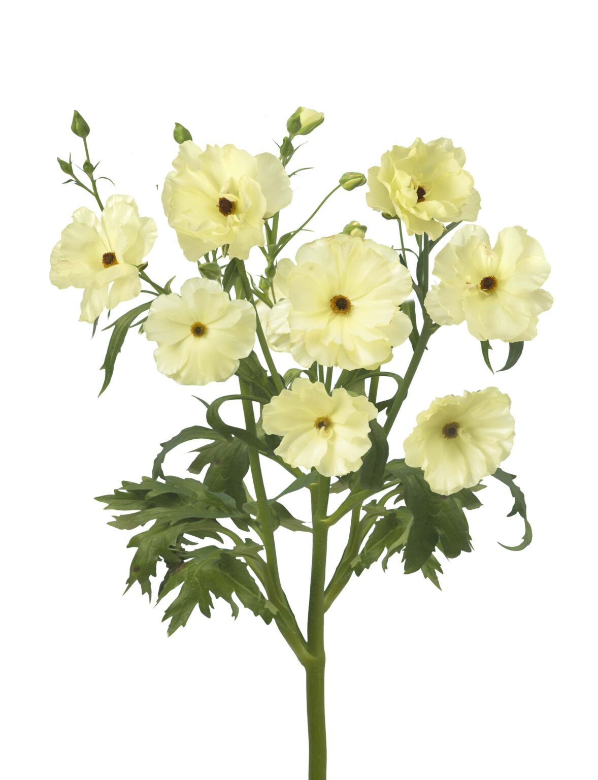 Ranunculus Butterfly™ Litai® - Green Works - Specialist in Ranunculus