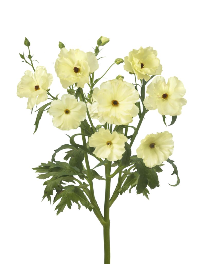 Ranunculus Butterfly™ Litai® - Green Works - Specialist in Ranunculus