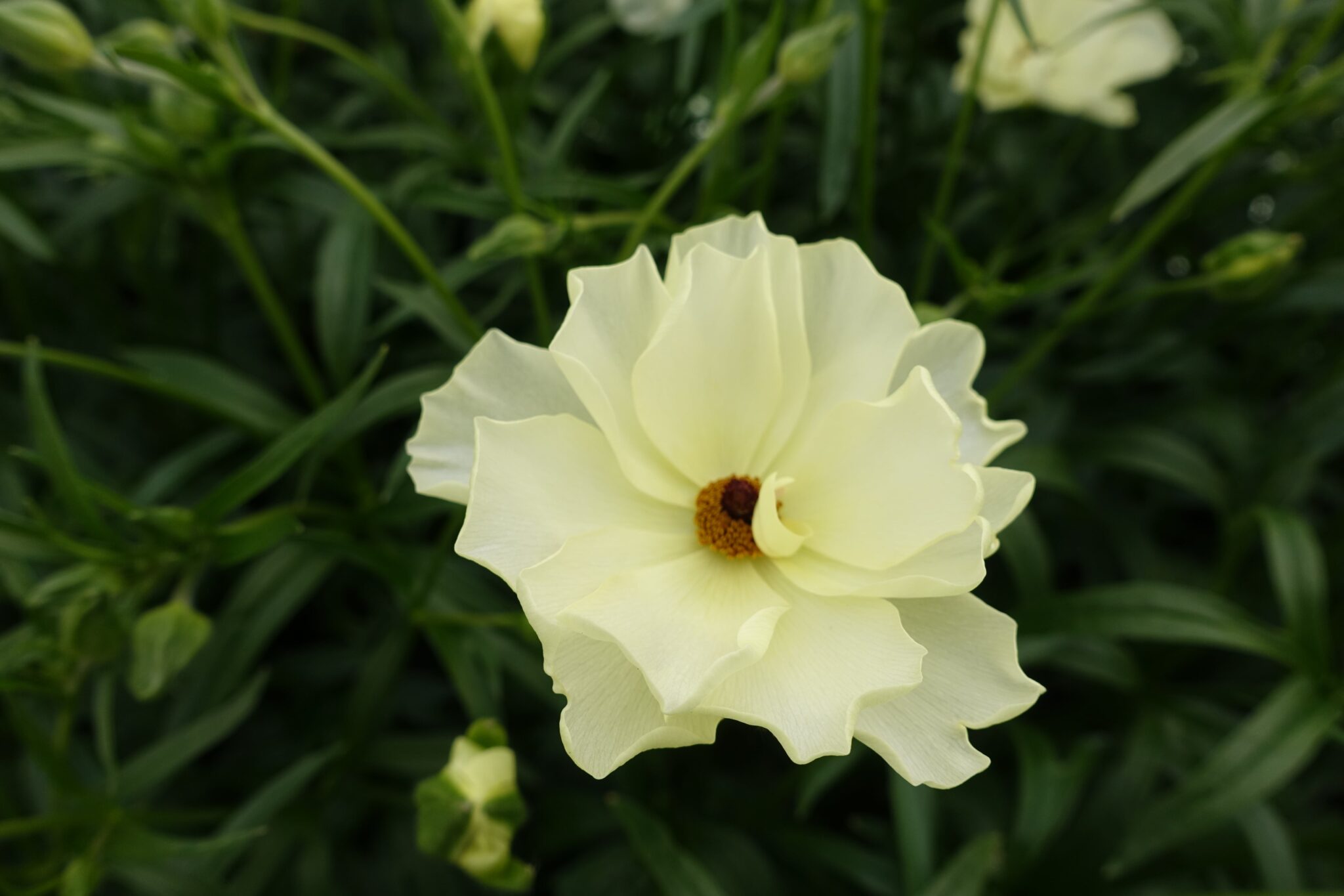 Ranunculus Butterfly™ Litai® - Green Works - Specialist in Ranunculus