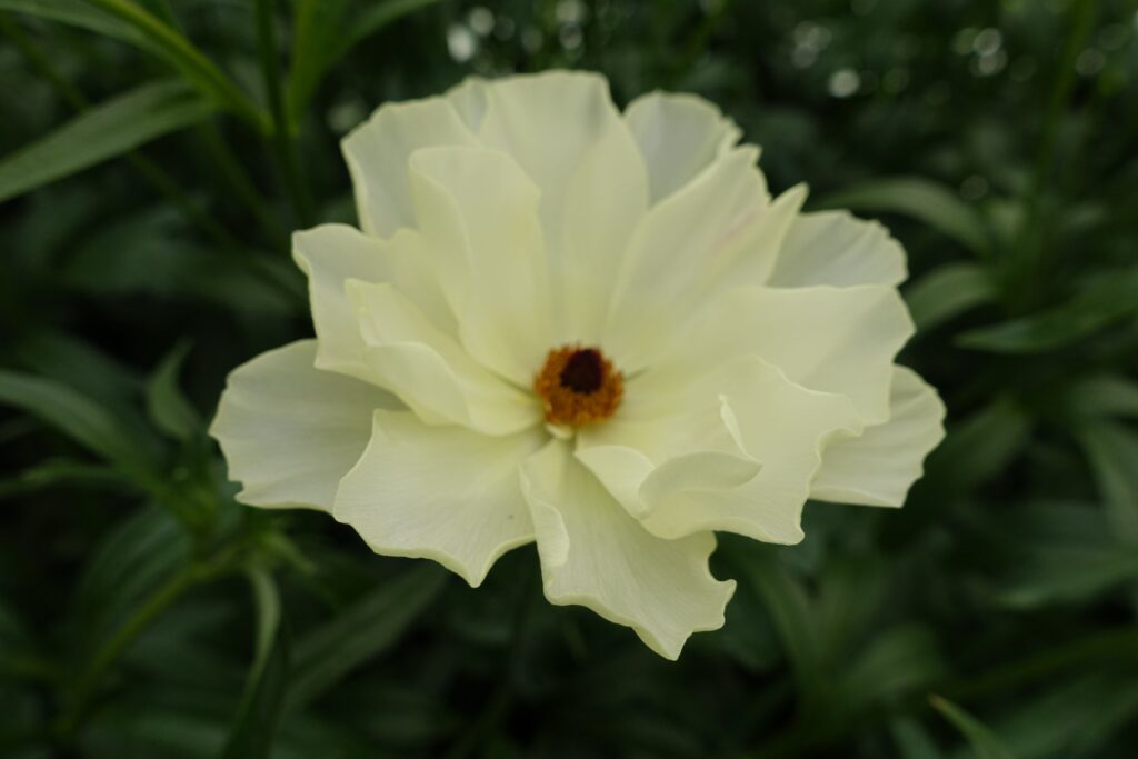 Ranunculus Butterfly™ Litai® - Green Works - Specialist in Ranunculus