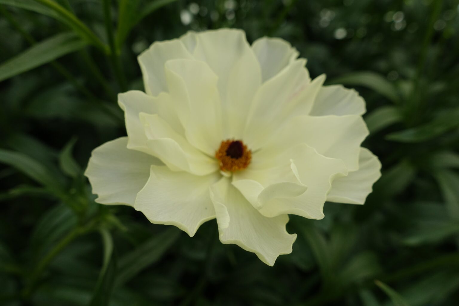 Ranunculus Butterfly™ Litai® - Green Works - Specialist in Ranunculus