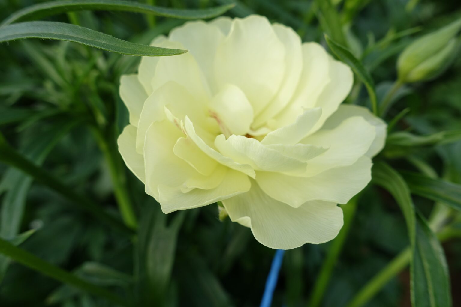 Ranunculus Butterfly™ Litai® - Green Works - Specialist in Ranunculus