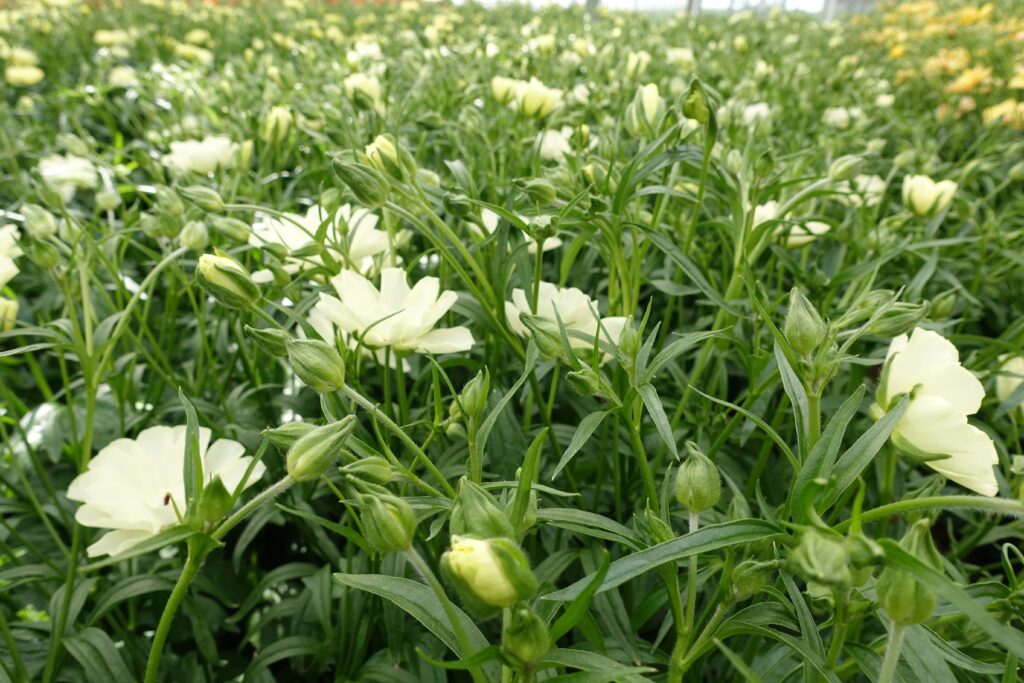 Ranunculus Butterfly™ Litai® - Green Works - Specialist in Ranunculus