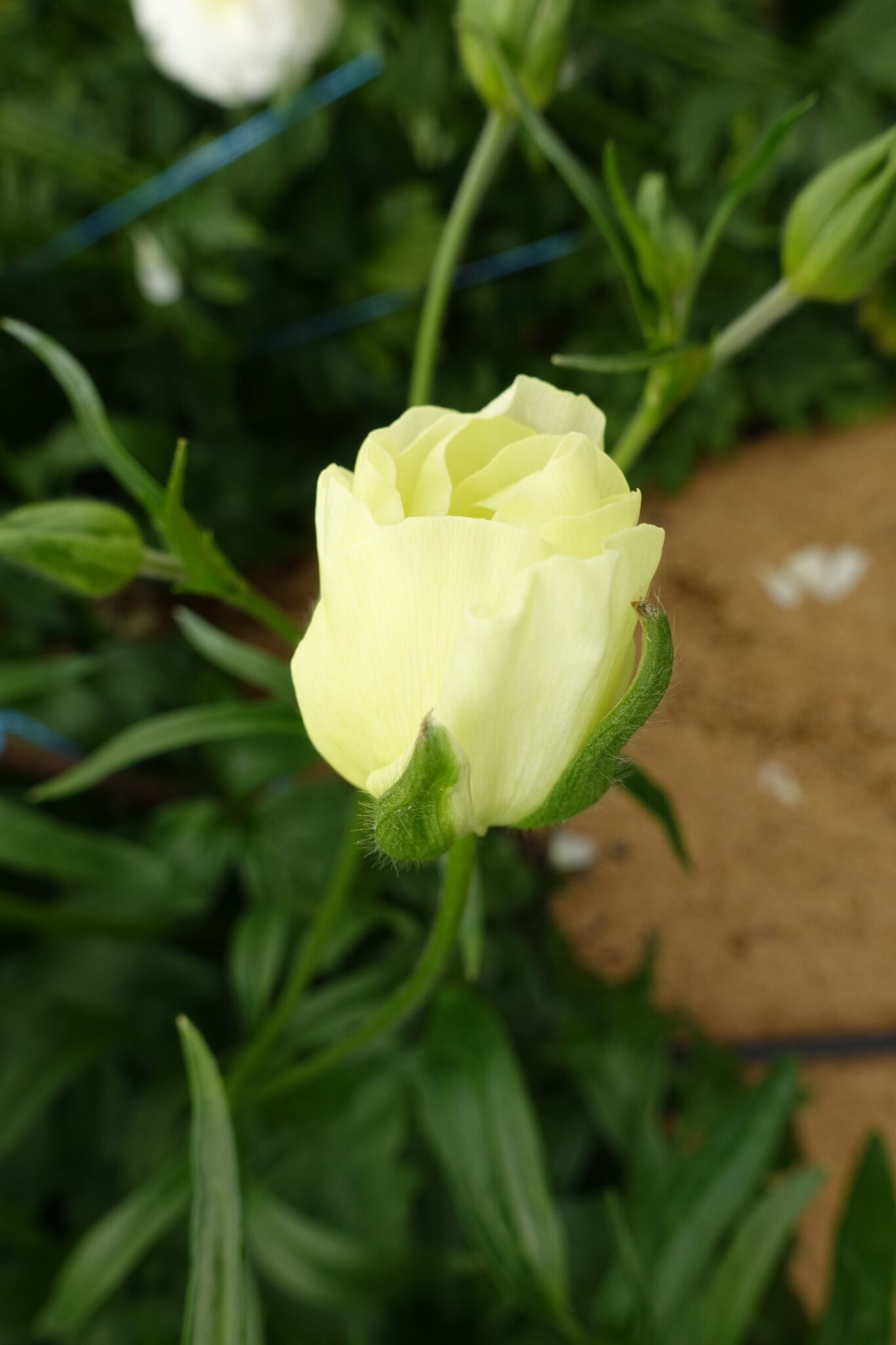 Ranunculus Butterfly™ Litai® - Green Works - Specialist in Ranunculus