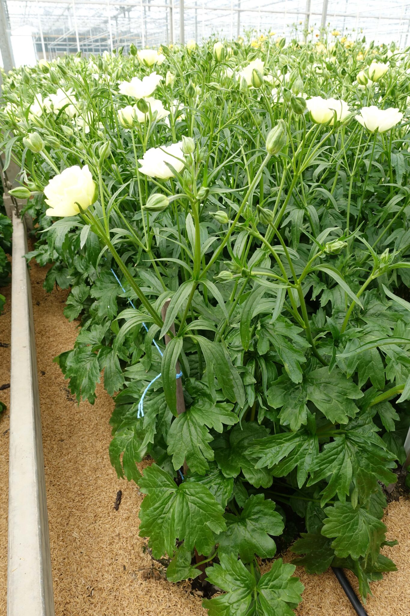 Ranunculus Butterfly™ Litai® - Green Works - Specialist in Ranunculus