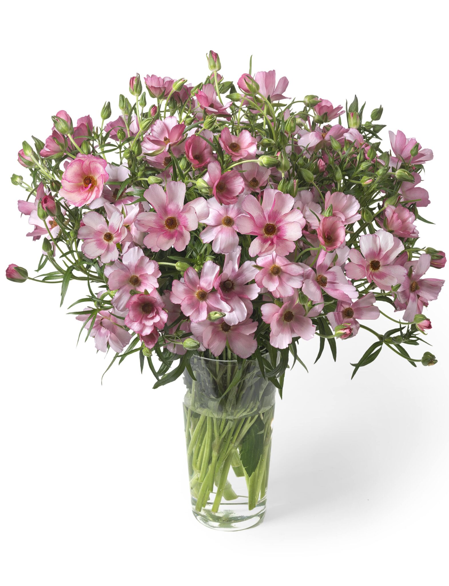 Ranunculus Butterfly™ Litai® - Green Works - Specialist in Ranunculus