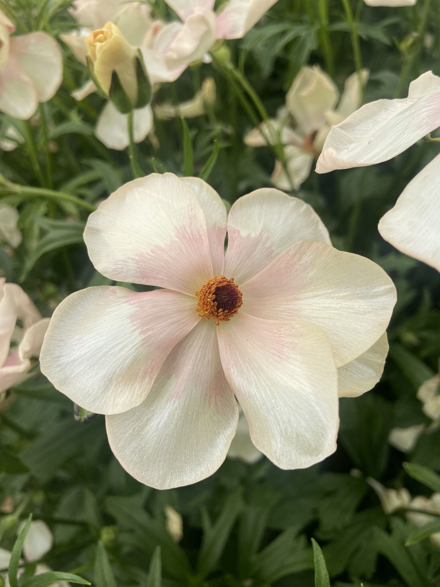 Ranunculus Butterfly™ Melissa® - Green Works - Specialist in Ranunculus