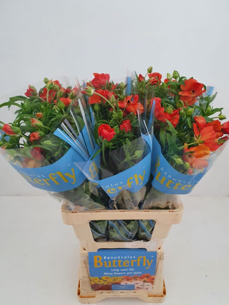 Ranunculus Butterfly™ Minoan® - Green Works - Specialist in Ranunculus