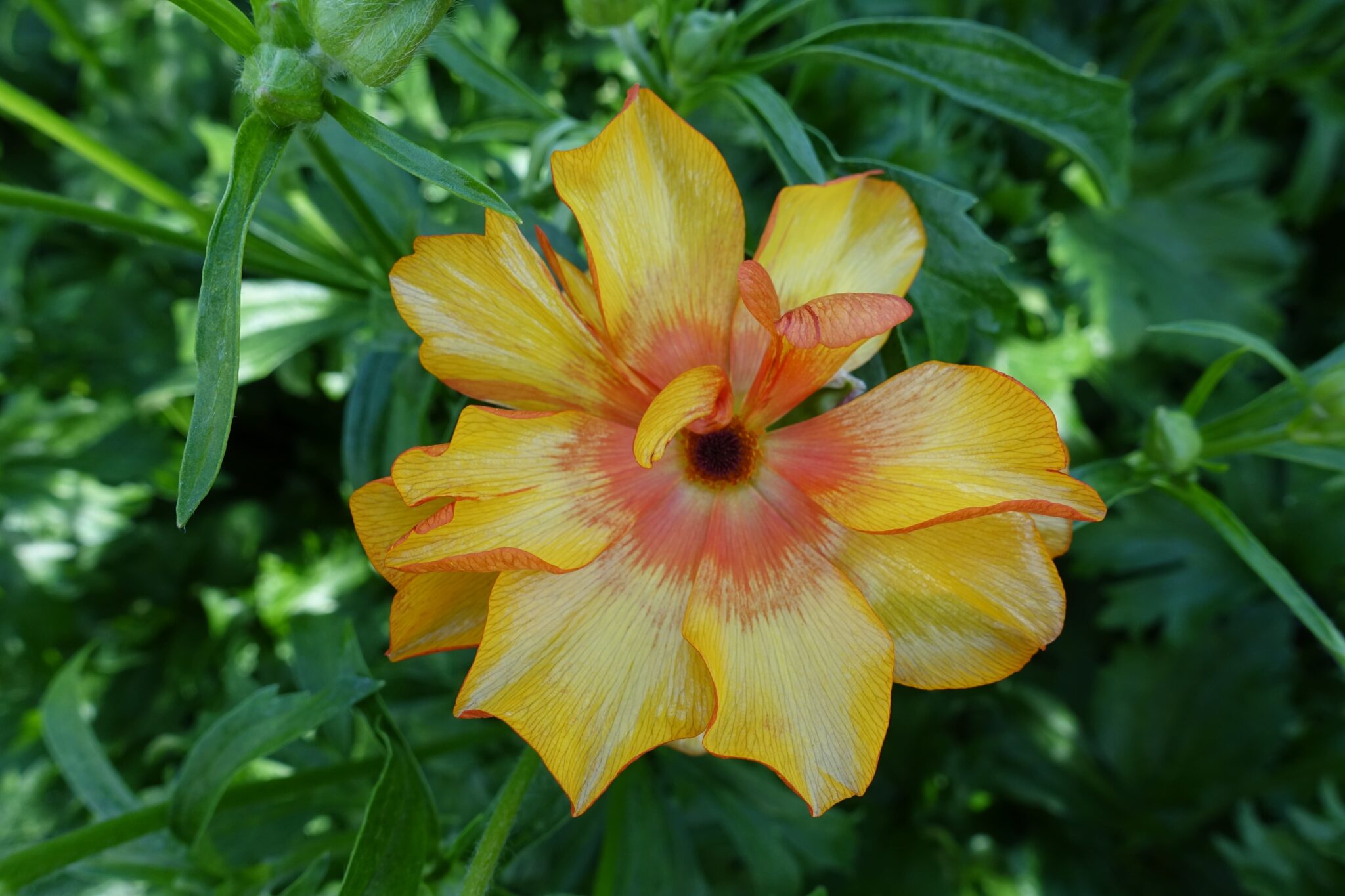 Ranunculus Butterfly™ Minoan® - Green Works - Specialist in Ranunculus