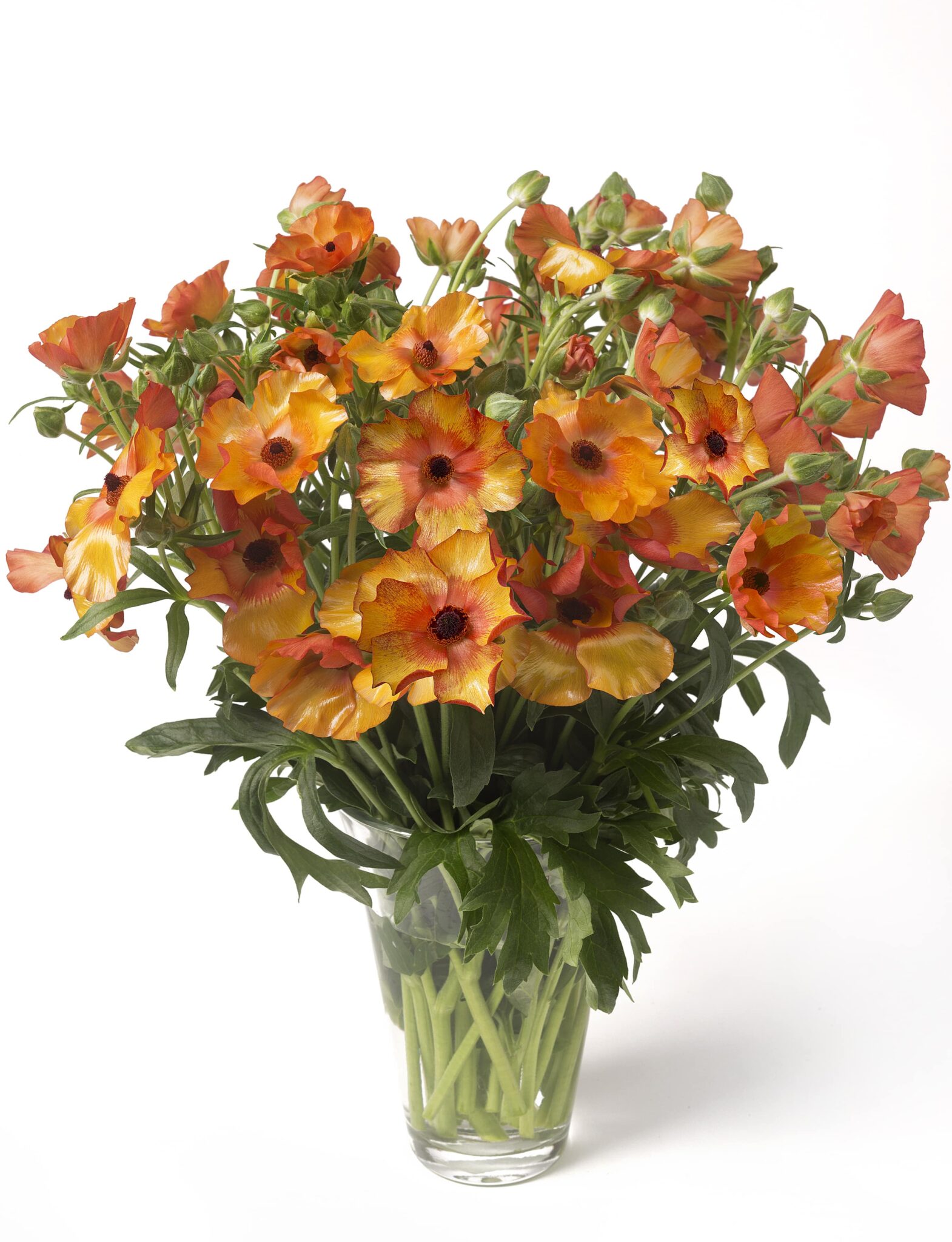 Ranunculus Butterfly™ Litai® - Green Works - Specialist in Ranunculus