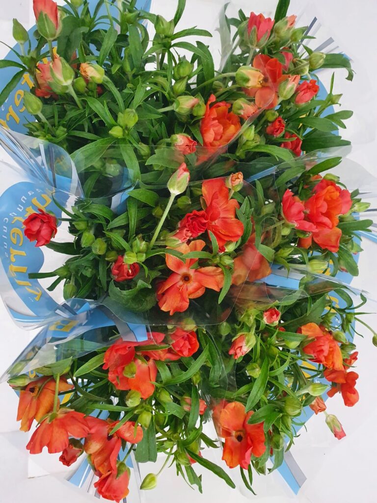 Ranunculus Butterfly™ Minoan® - Green Works - Specialist in Ranunculus