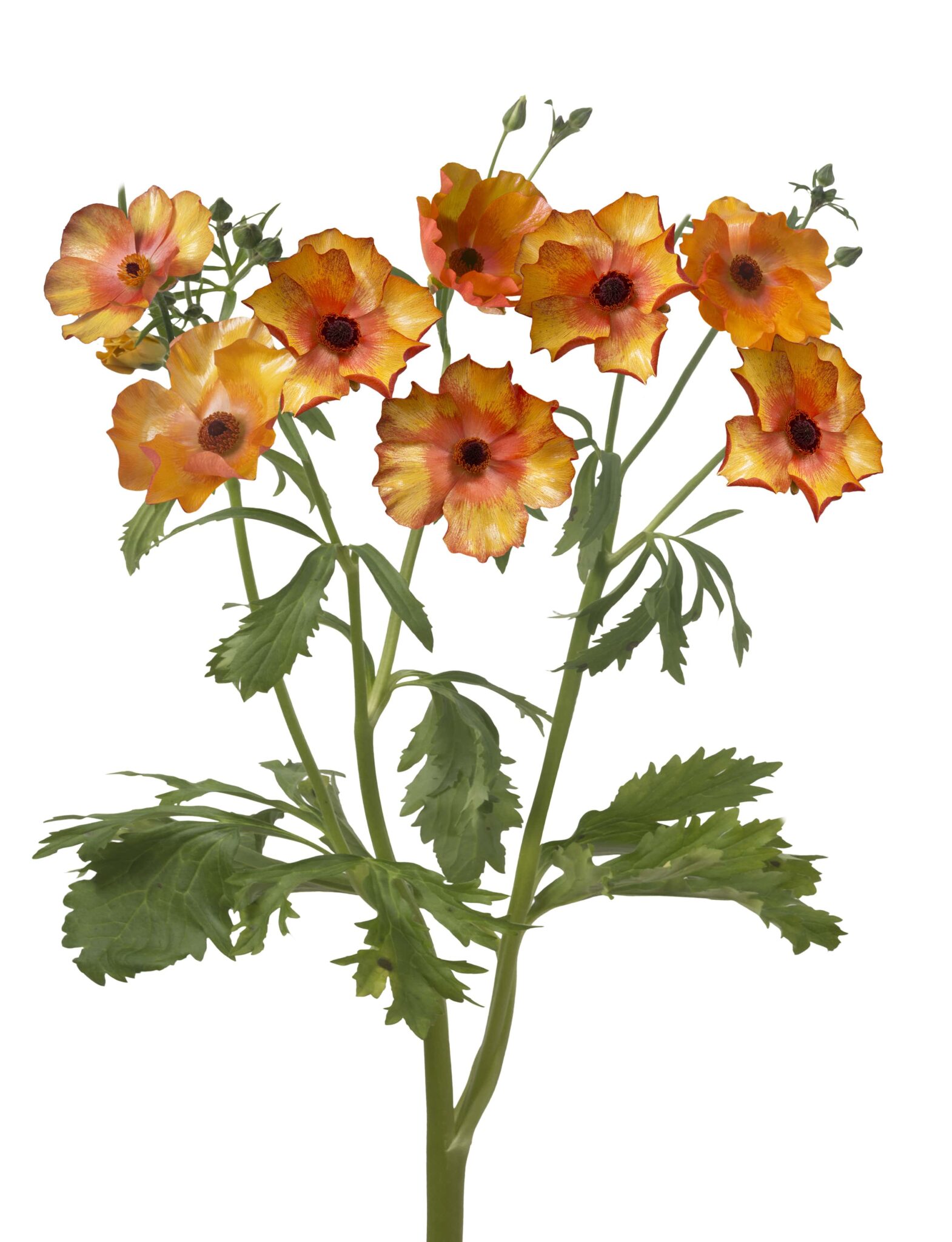 Ranunculus Butterfly™ Litai® - Green Works - Specialist in Ranunculus