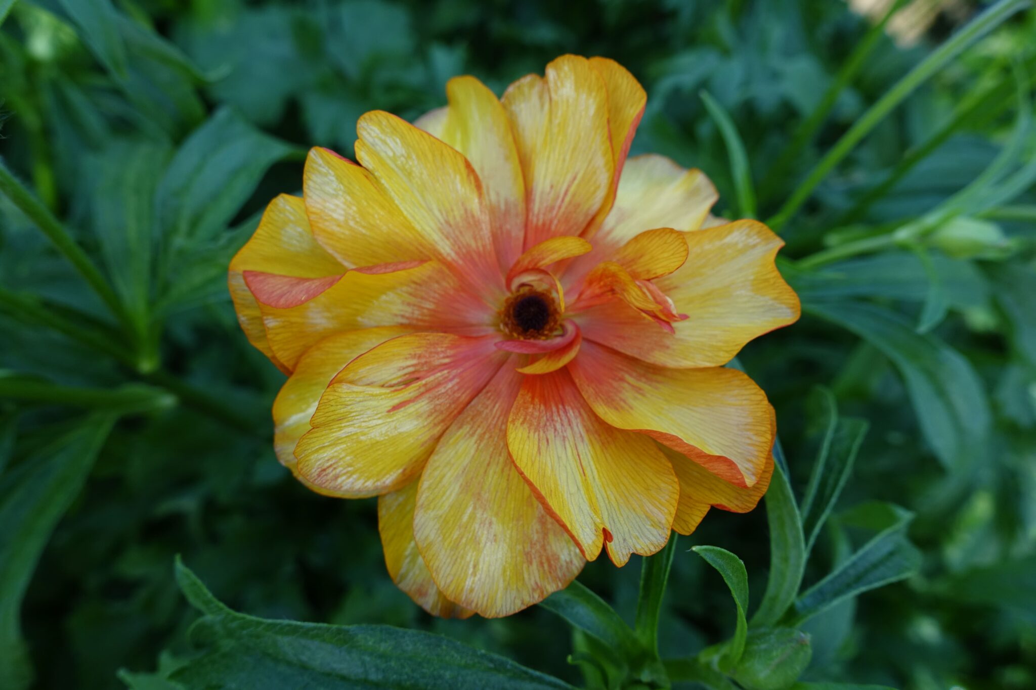 Ranunculus Butterfly™ Minoan® - Green Works - Specialist in Ranunculus