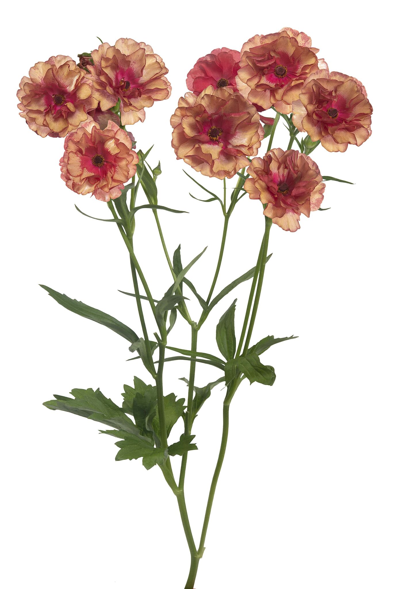 Ranunculus Butterfly™ Musa® - Green Works - Specialist in Ranunculus