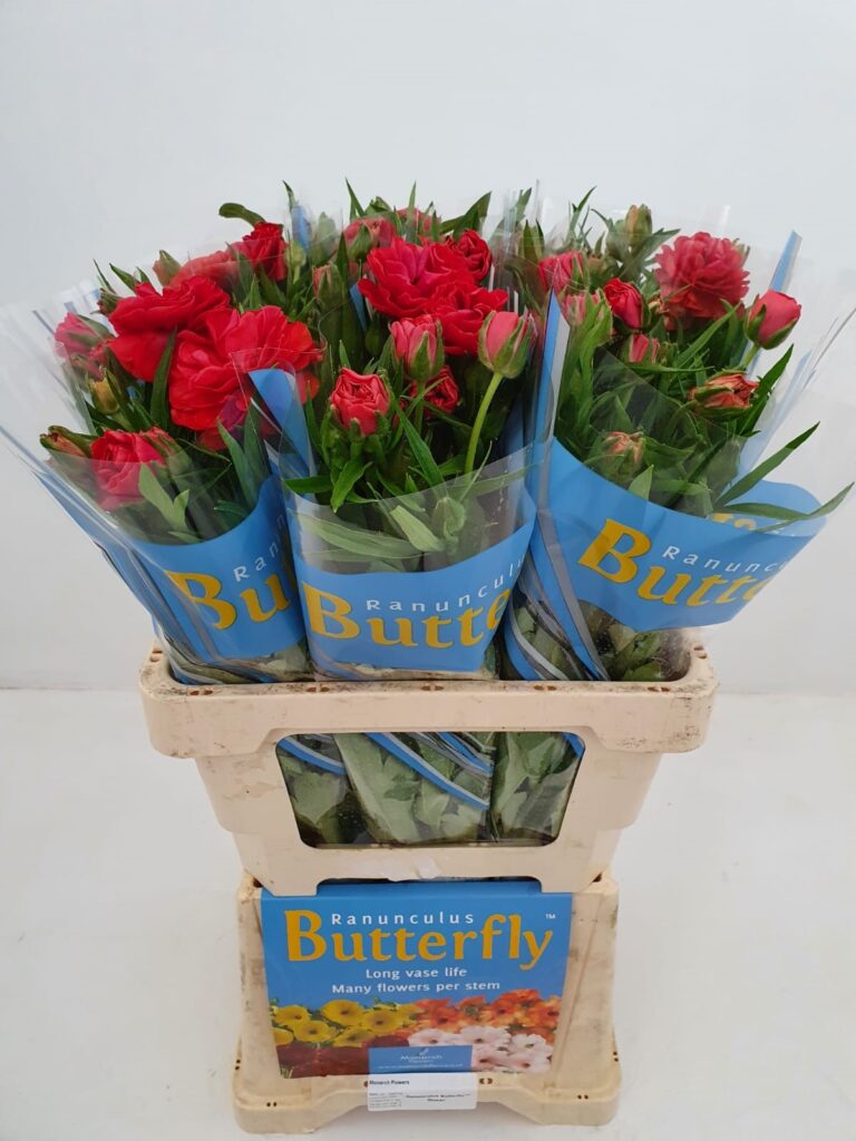 Ranunculus Butterfly™ Musa® - Green Works - Specialist in Ranunculus
