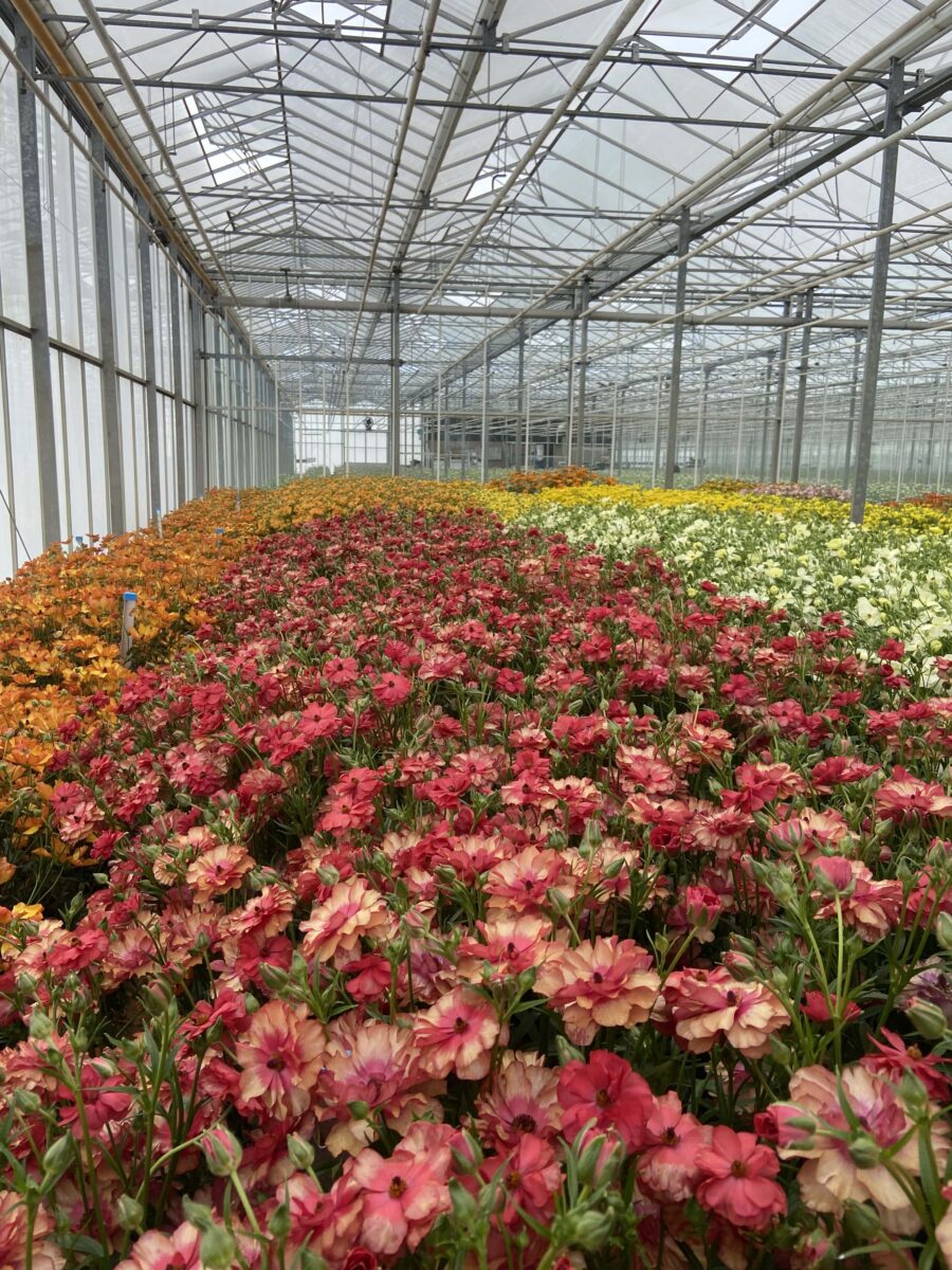 Ranunculus Butterfly™ Musa® - Green Works - Specialist in Ranunculus