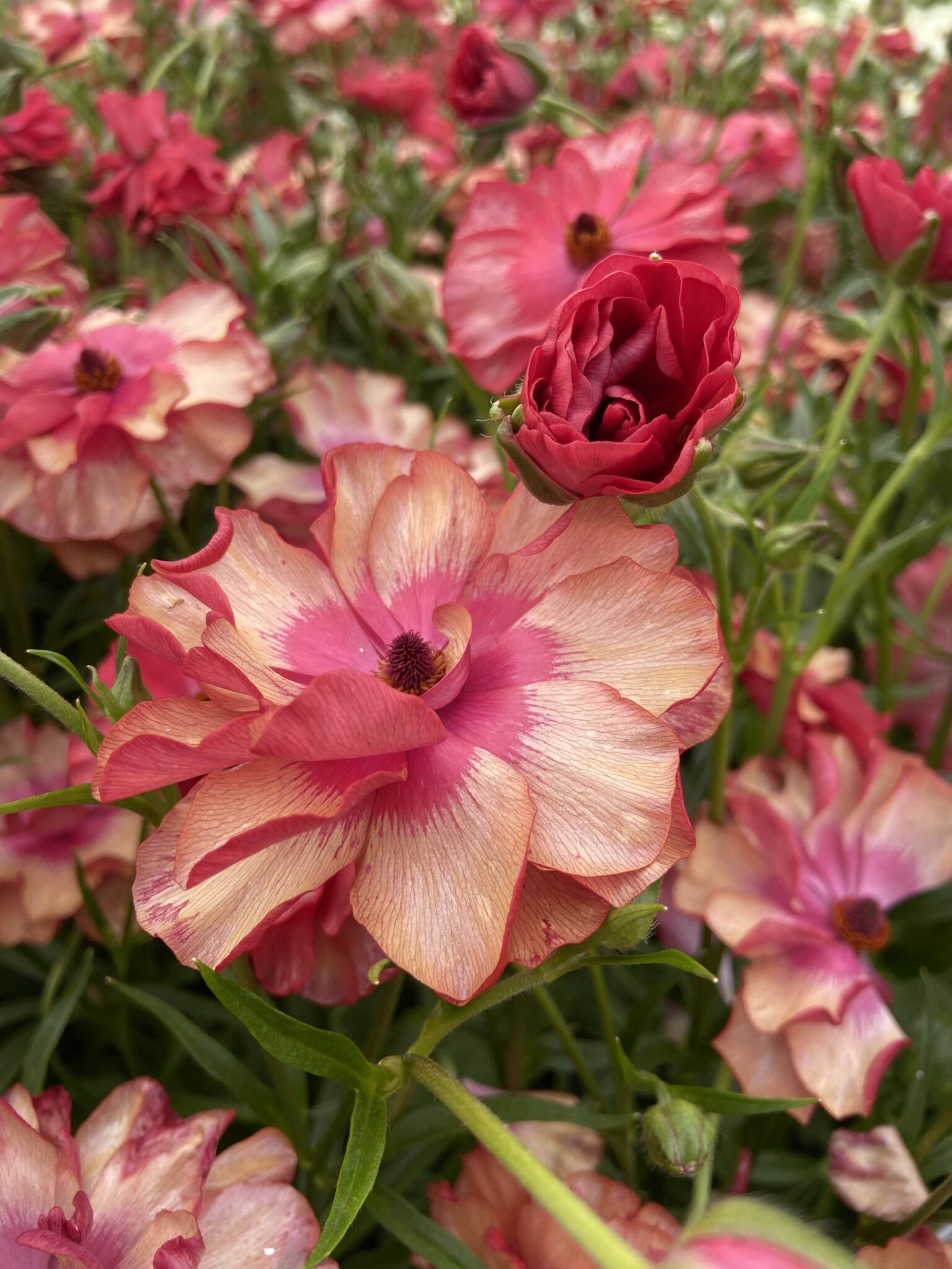 Ranunculus Butterfly™ Musa® - Green Works - Specialist in Ranunculus