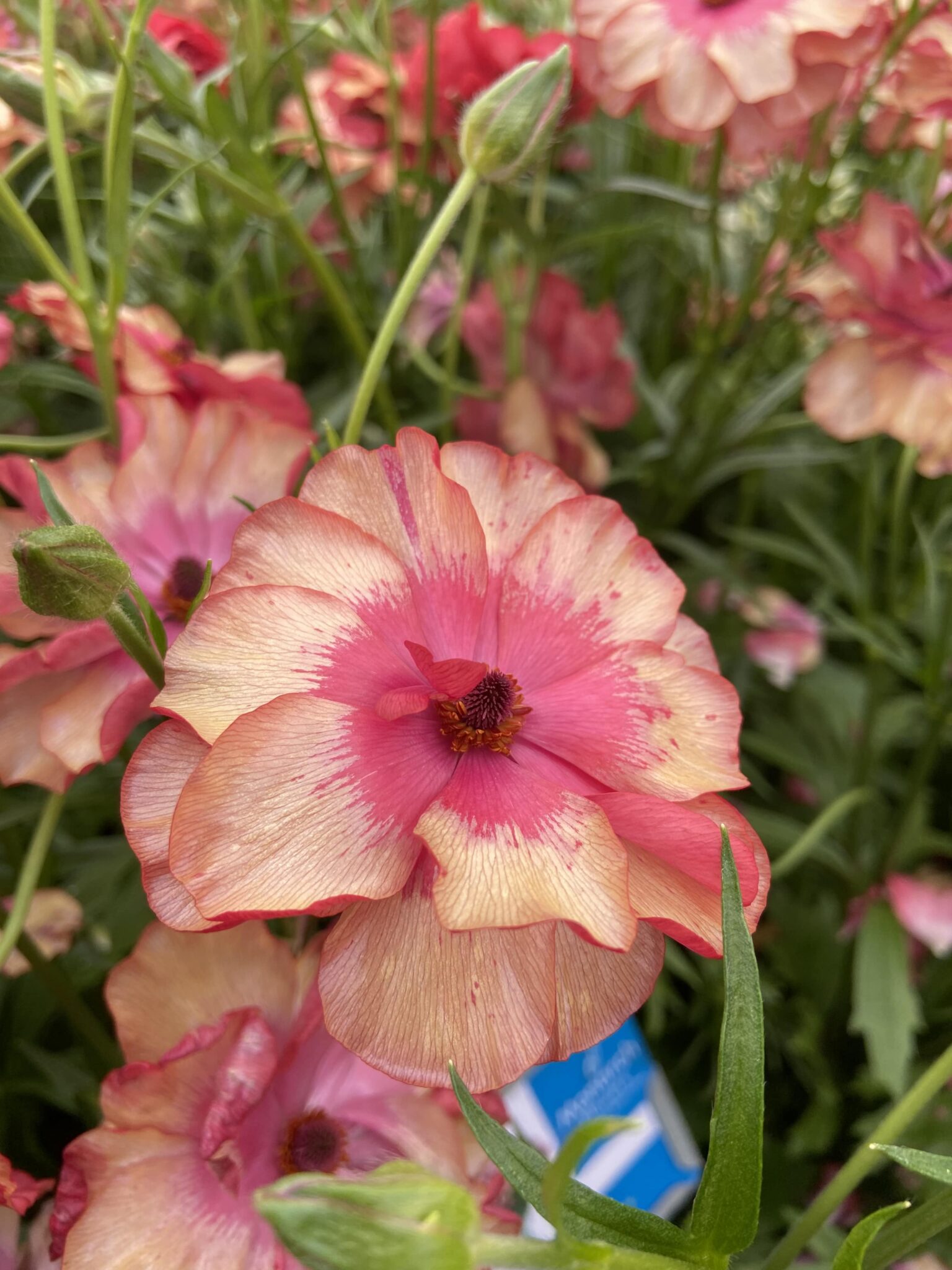 Ranunculus Butterfly™ Musa® - Green Works - Specialist in Ranunculus