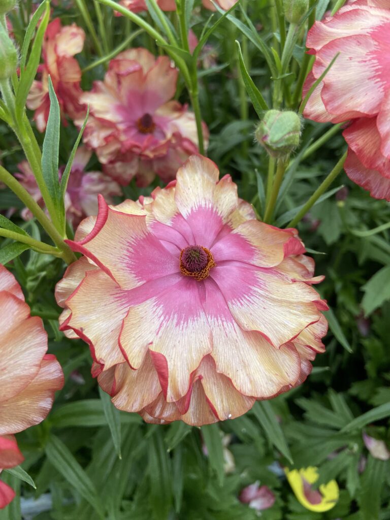 Ranunculus Butterfly™ Musa® - Green Works - Specialist in Ranunculus