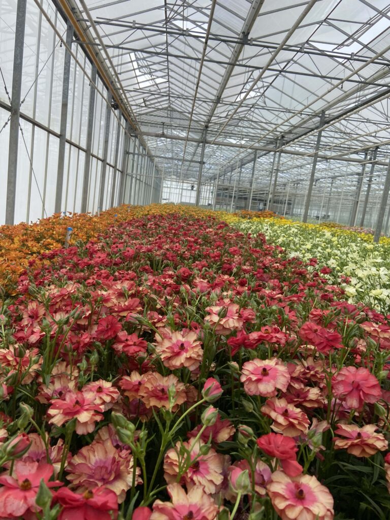 Ranunculus Butterfly™ Musa® - Green Works - Specialist in Ranunculus