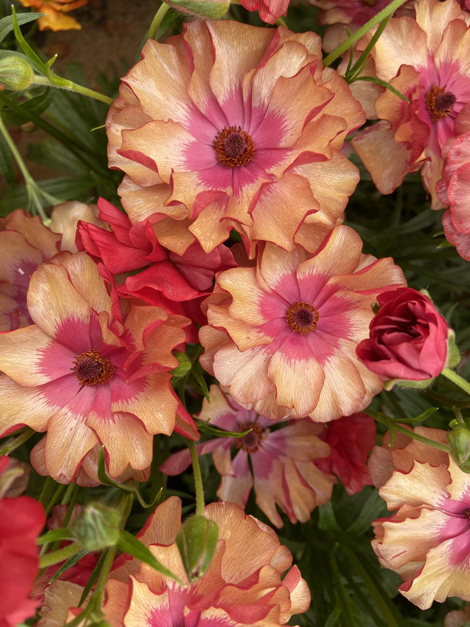 Ranunculus Butterfly™ Musa® - Green Works - Specialist in Ranunculus