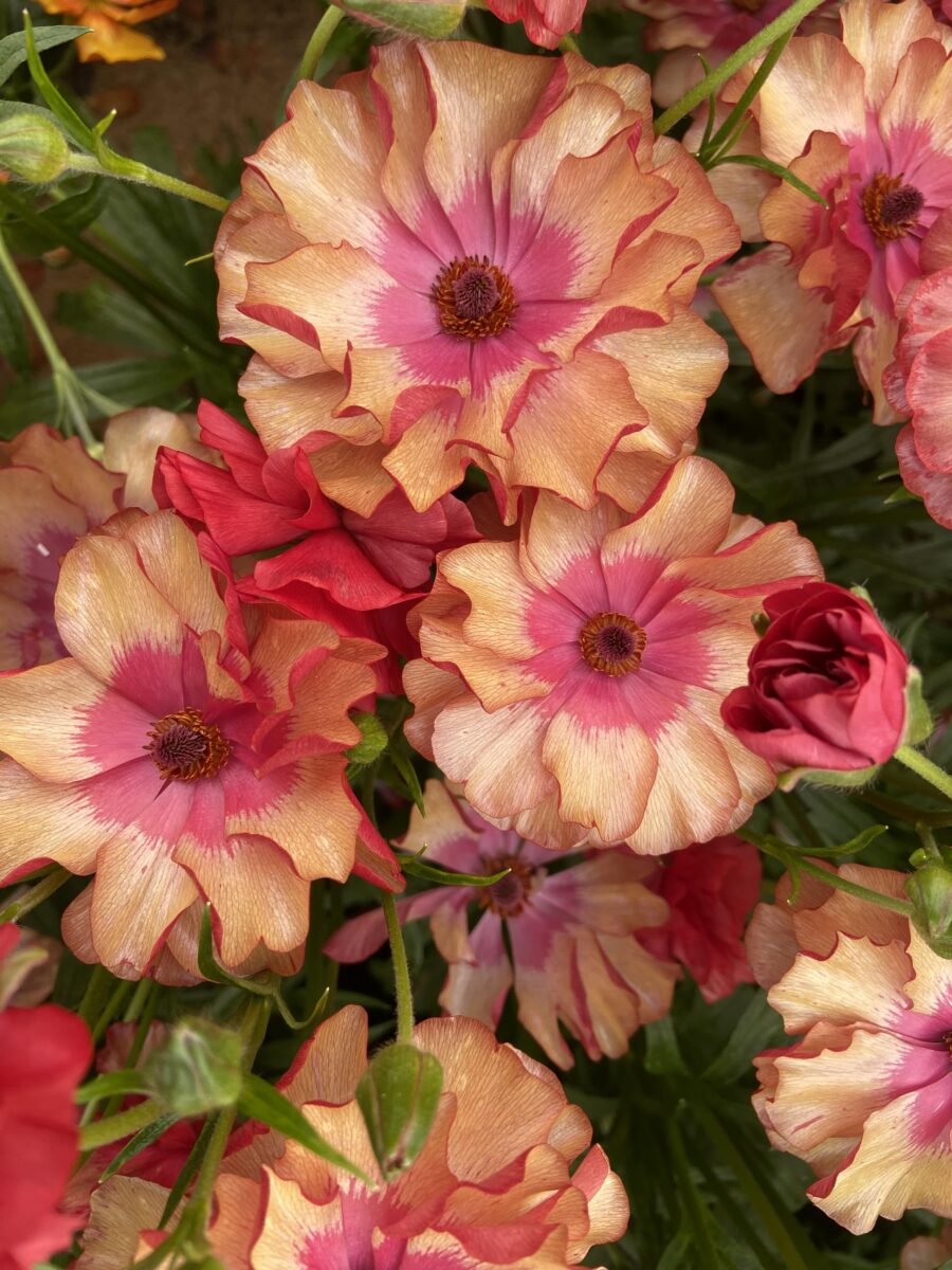 Ranunculus Butterfly™ Musa® - Green Works - Specialist in Ranunculus