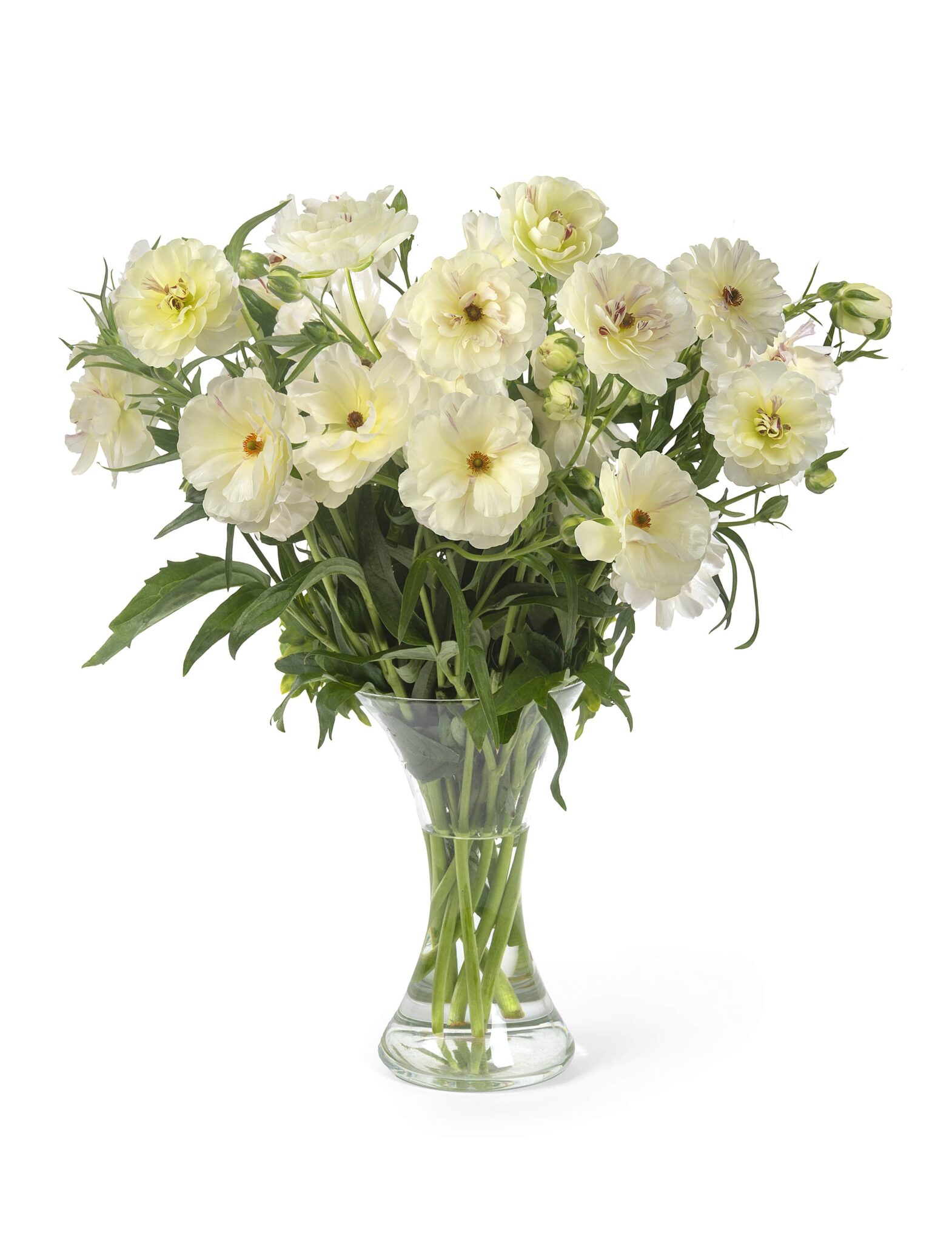 Ranunculus Butterfly™ Ninos® - Green Works - Specialist in Ranunculus