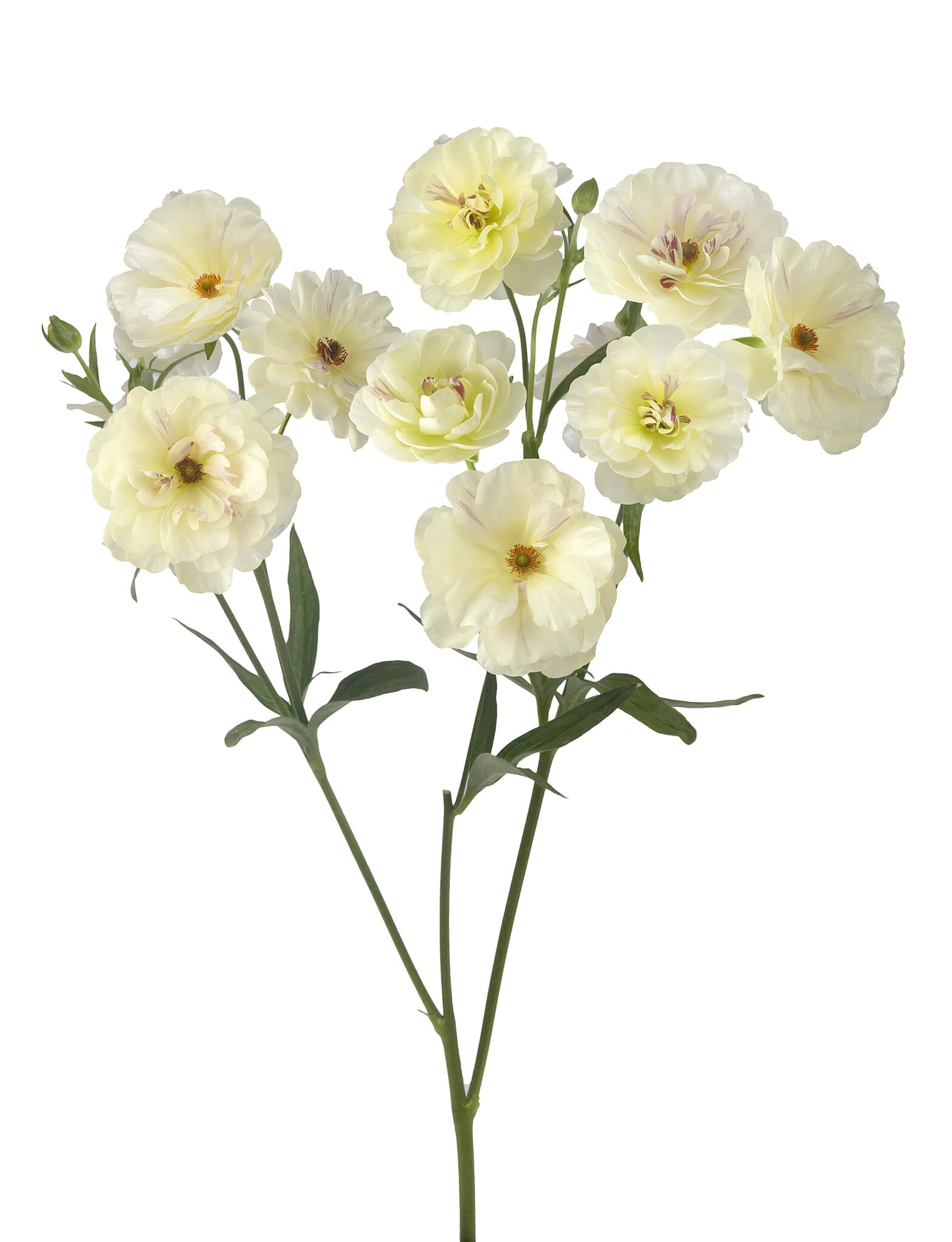 Ranunculus Butterfly™ Ninos® - Green Works - Specialist in Ranunculus