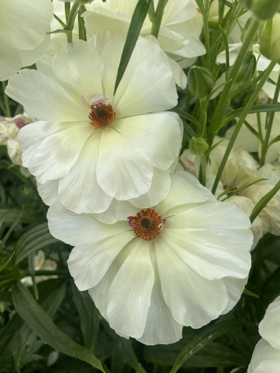 Ranunculus Butterfly™ Ninos® - Green Works - Specialist in Ranunculus