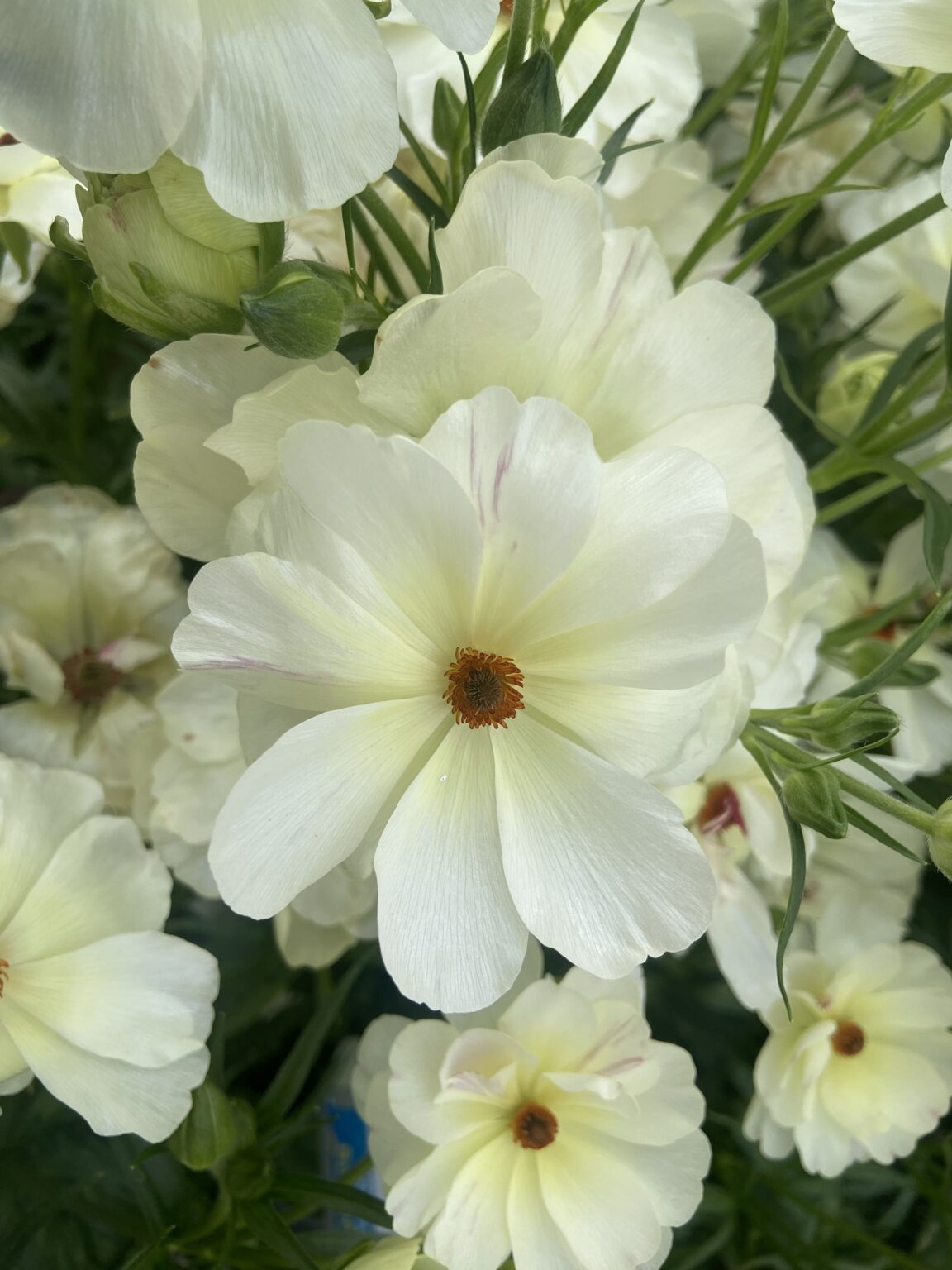 Ranunculus Butterfly™ Ninos® - Green Works - Specialist in Ranunculus