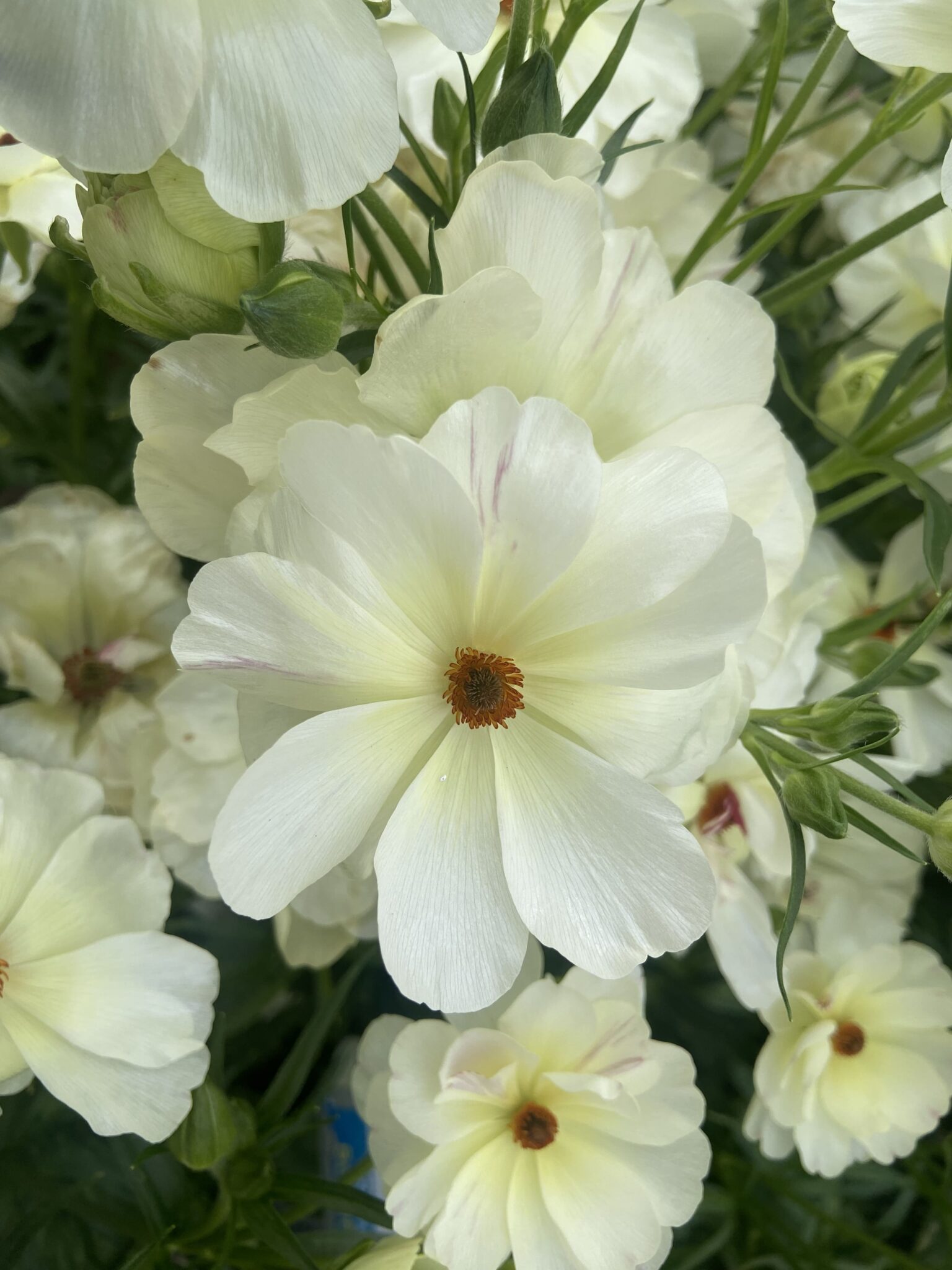 Ranunculus Butterfly™ Ninos® - Green Works - Specialist in Ranunculus