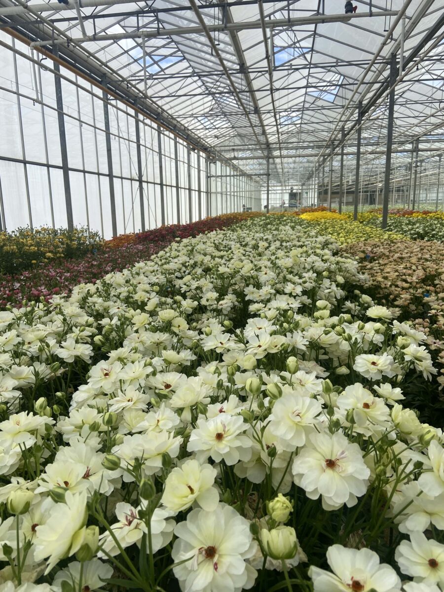 Ranunculus Butterfly™ Ninos® - Green Works - Specialist in Ranunculus