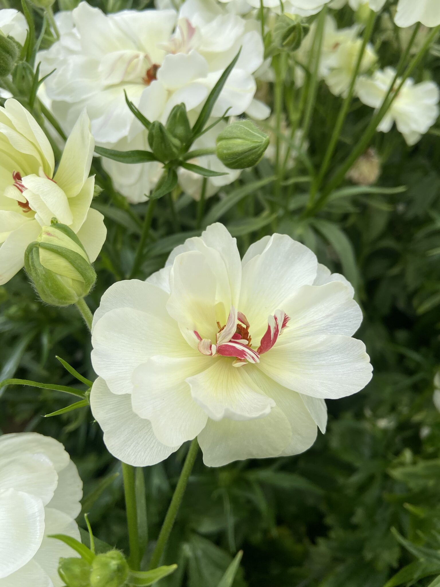 Ranunculus Butterfly™ Ninos® - Green Works - Specialist in Ranunculus