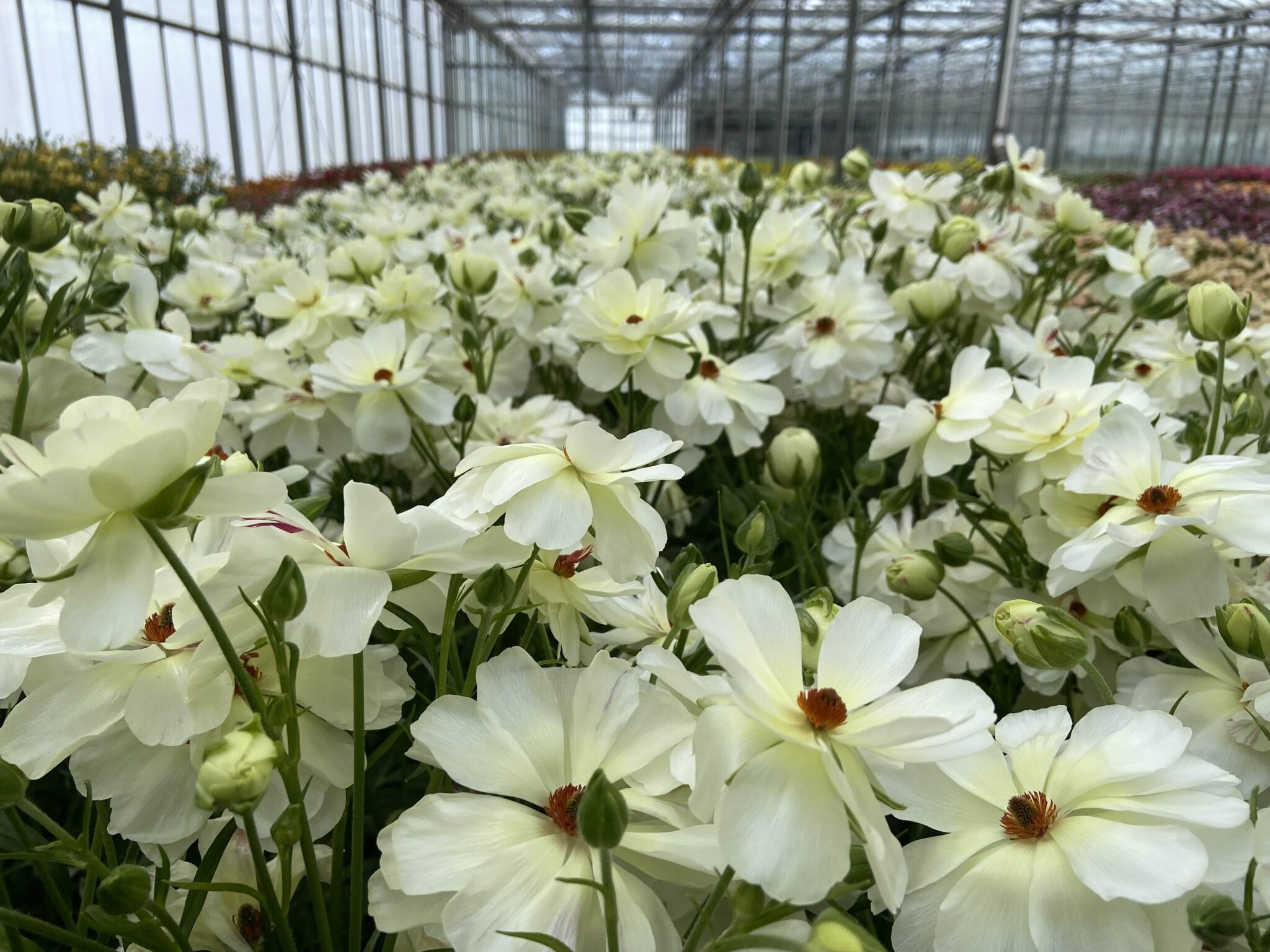 Ranunculus Butterfly™ Ninos® - Green Works - Specialist in Ranunculus