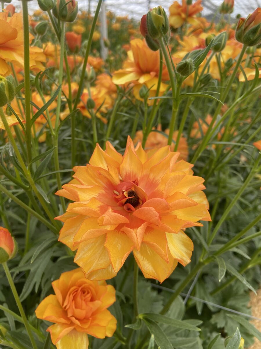 Ranunculus Butterfly™ Phosphorus® - Green Works - Specialist in Ranunculus