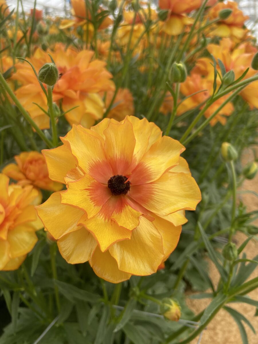 Ranunculus Butterfly™ Phosphorus® - Green Works - Specialist in Ranunculus