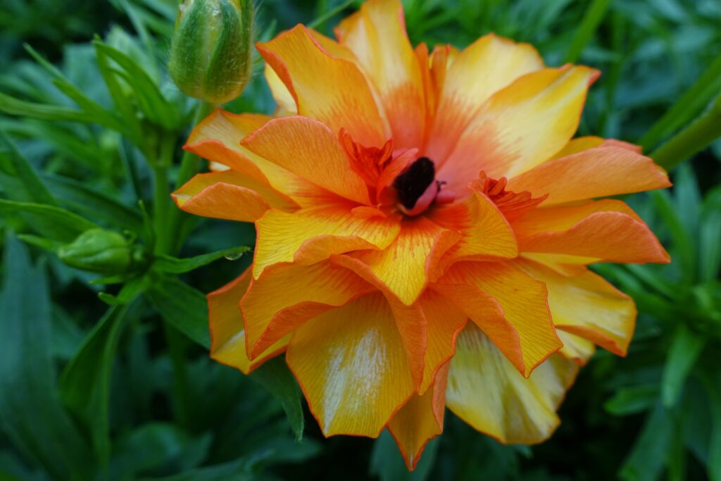 Ranunculus Butterfly™ Phosphorus® - Green Works - Specialist in Ranunculus